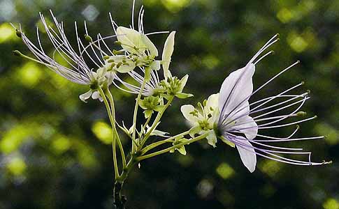Indigenous Personalities - Native Trees - Save Rani Bagh Botanical ...