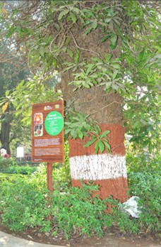 Tree Information Plaques - Introduction & Visuals - Save Rani Bagh ...
