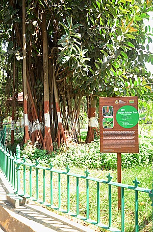 Tree Information Plaques - Introduction & Visuals - Save Rani Bagh ...